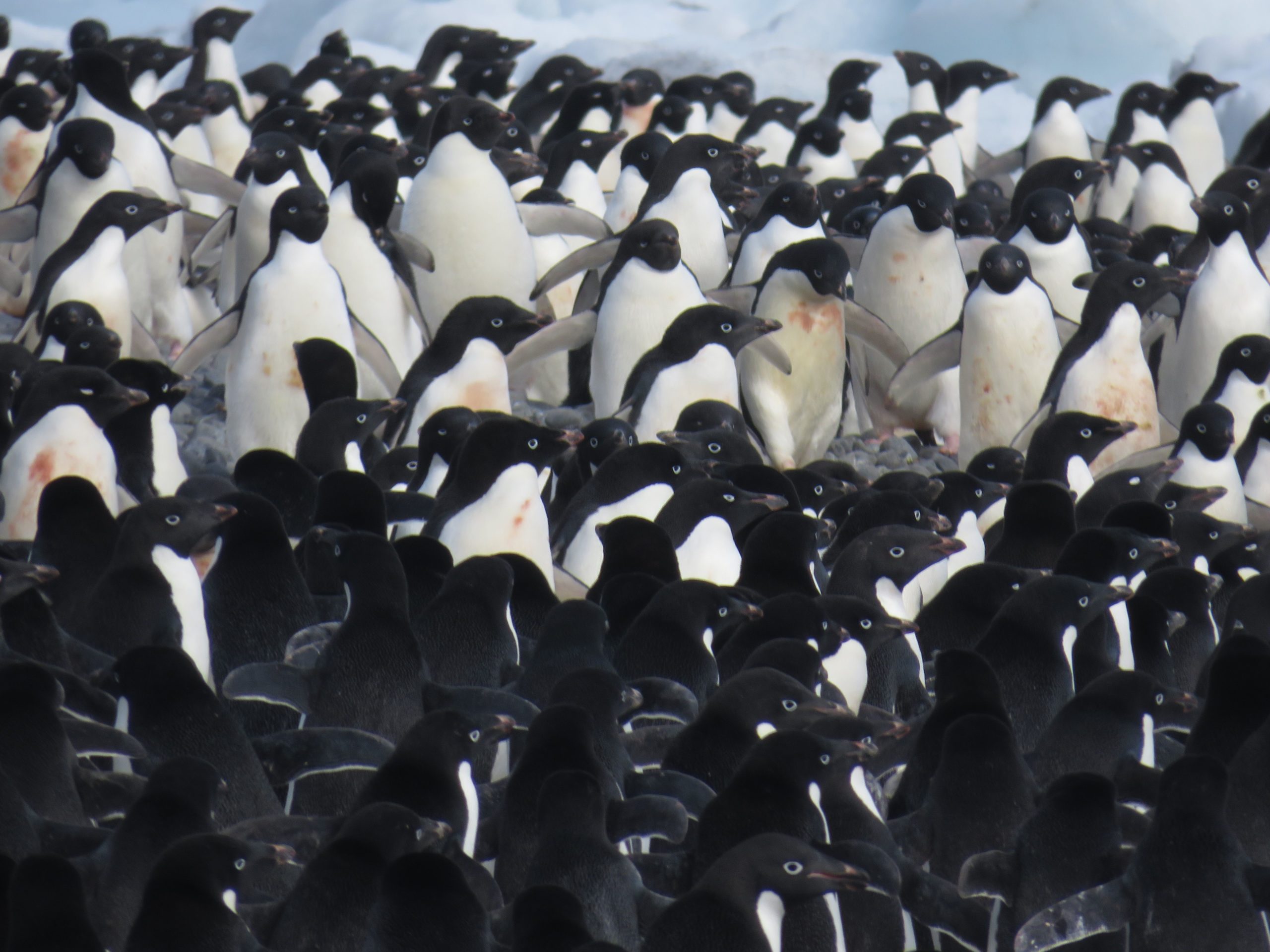 Blog: 26 Seasons of Penguin Counting - British Antarctic Territory